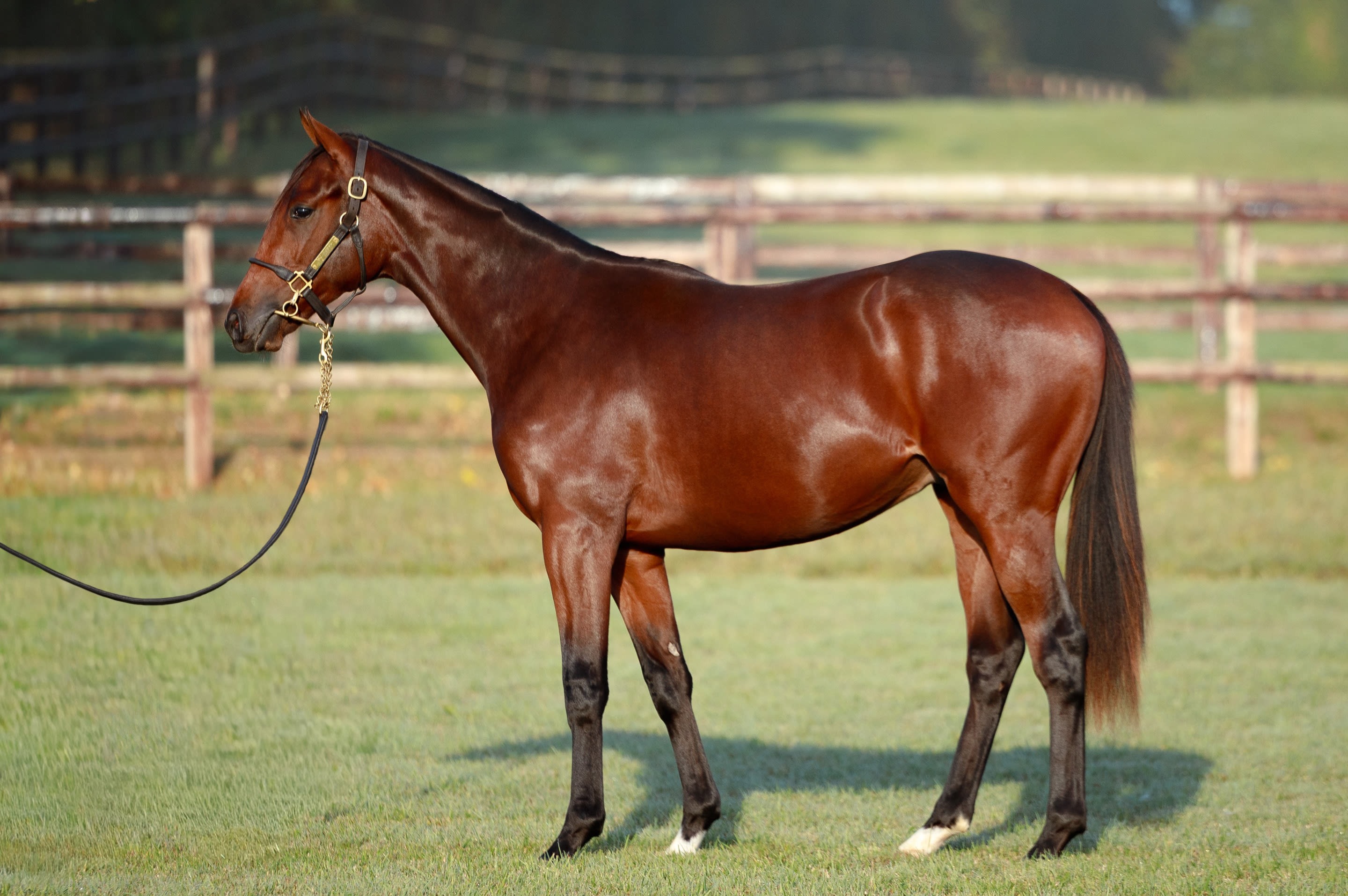 Quintus (IRE) | LIBERTY RACING