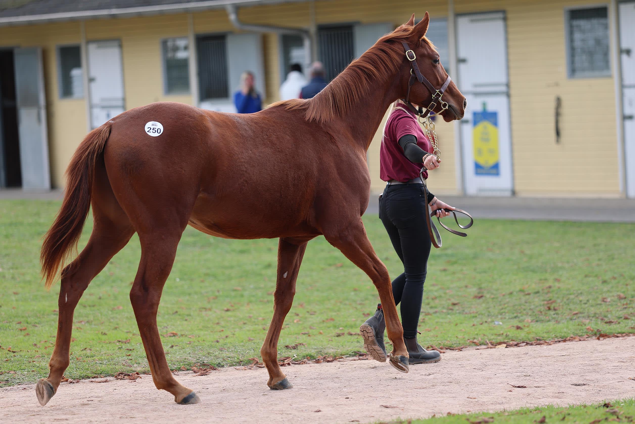 Aggelos | LIBERTY RACING