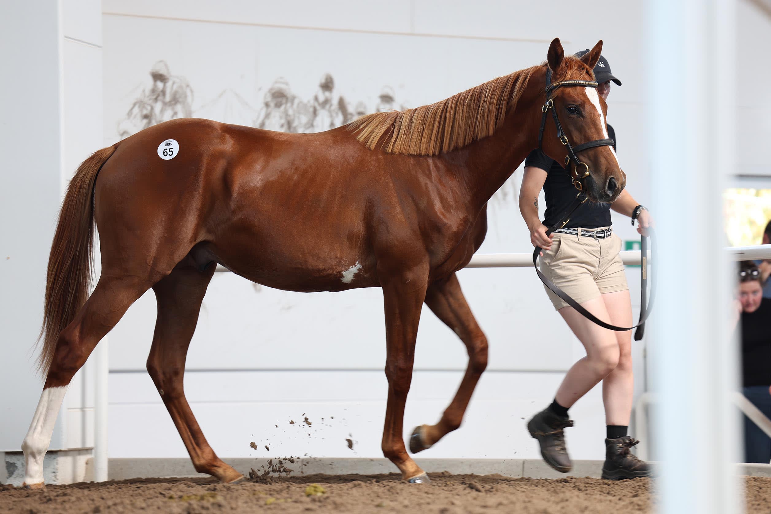 Daytona | LIBERTY RACING