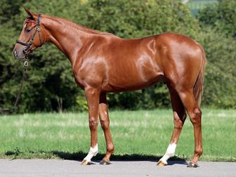 LIBERTY RACING 2023 GOLD | LIBERTY RACING