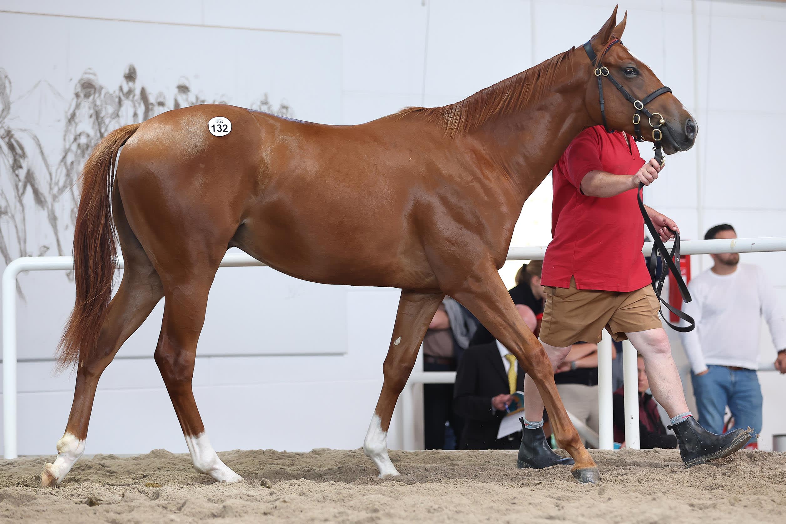 Liberty Racing 2026: Trainers and horse distributions settled for the ...